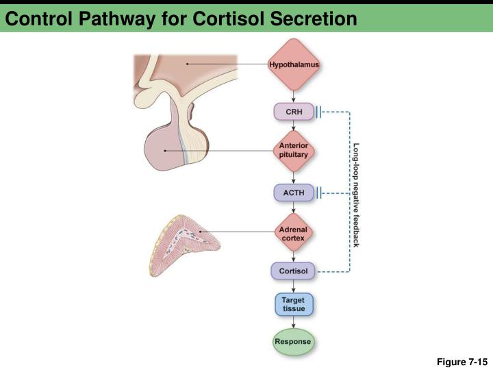 PPT - Chapter 7b PowerPoint Presentation - ID:2139400