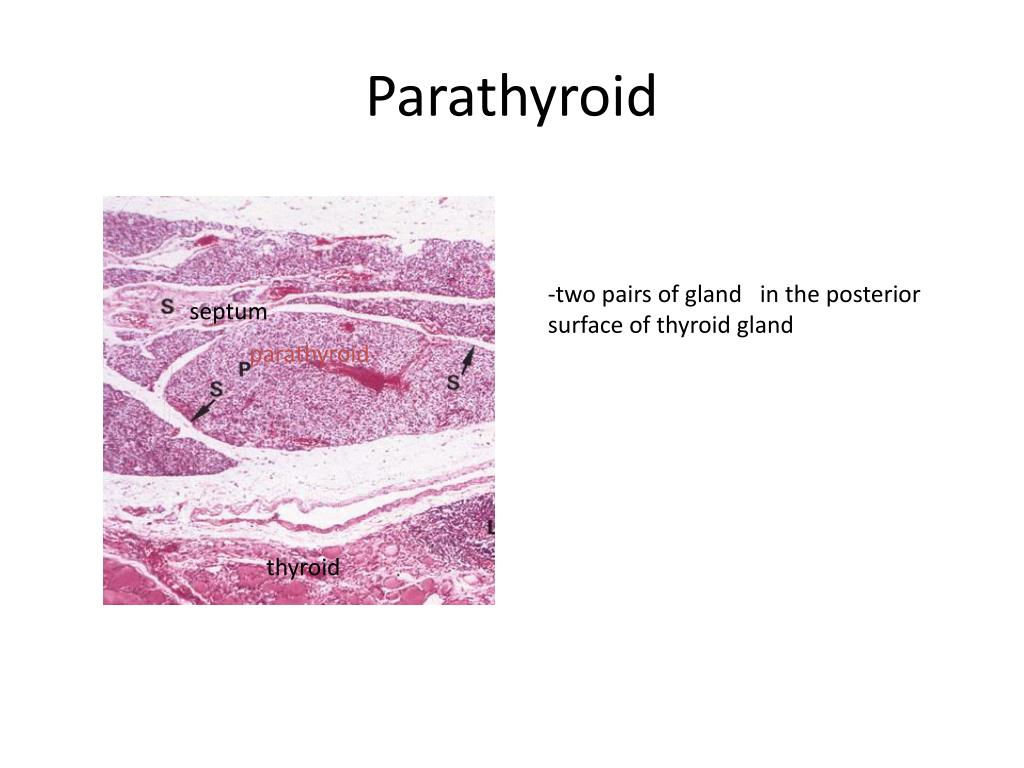 PPT - BASIC HISTOLOGY OF THE ENDOCRINE GLAND. PowerPoint Presentation ...