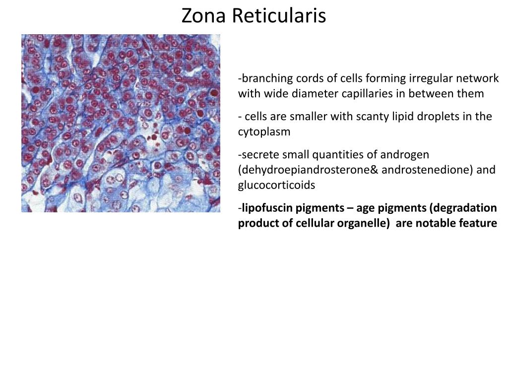 PPT - BASIC HISTOLOGY OF THE ENDOCRINE GLAND. PowerPoint Presentation ...