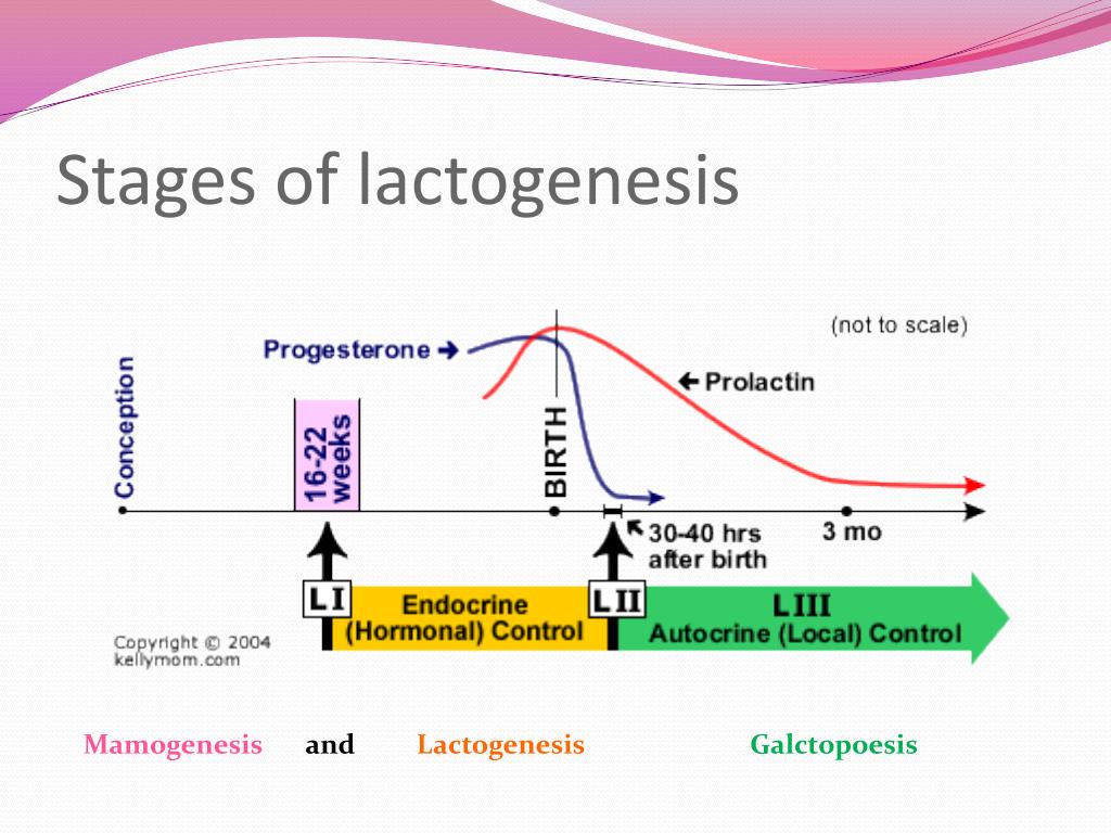 PPT - Hormones affecting the breast PowerPoint Presentation, free ...