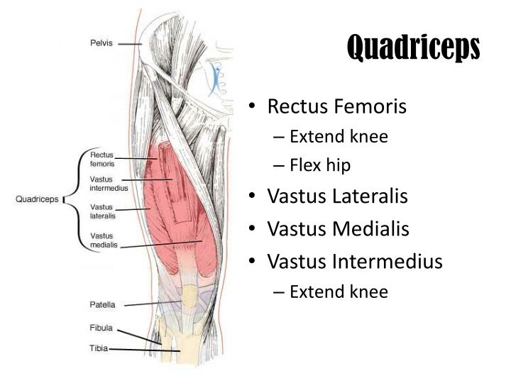 PPT - The Knee PowerPoint Presentation - ID:2139558