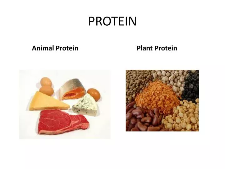 PPT - PROTEIN PowerPoint Presentation, free download - ID:2139576