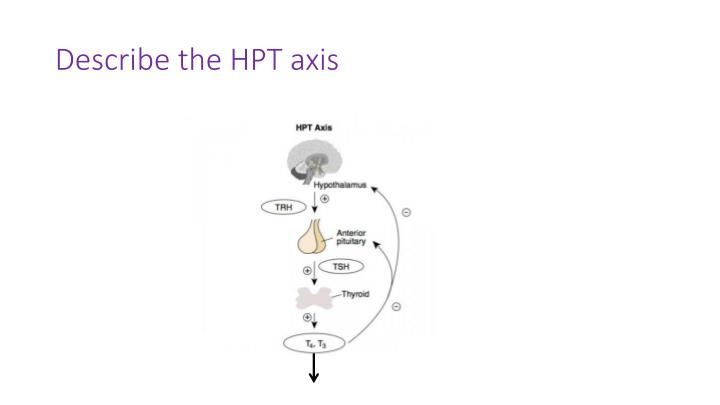 PPT - THYROID PowerPoint Presentation - ID:2139591