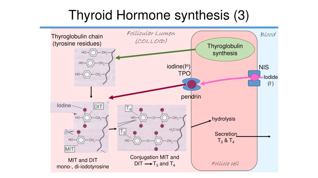 Ppt Thyroid Powerpoint Presentation Free Download Id 2139591