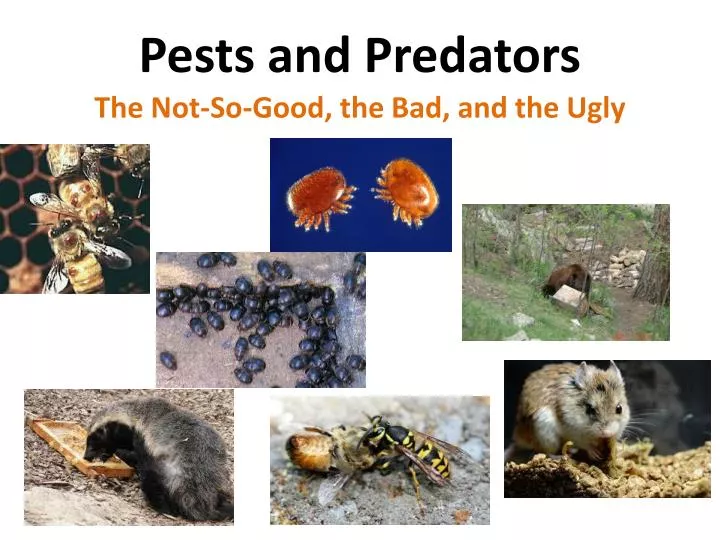 PPT - Pests and Predators PowerPoint Presentation, free download - ID ...