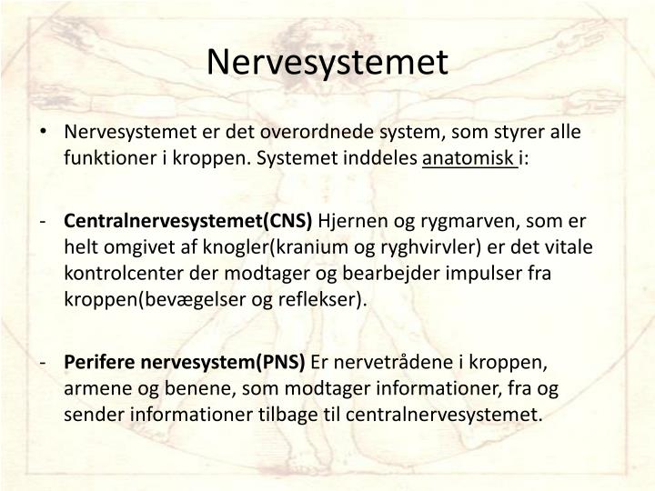 PPT - Anatomi PowerPoint Presentation - ID:2139694