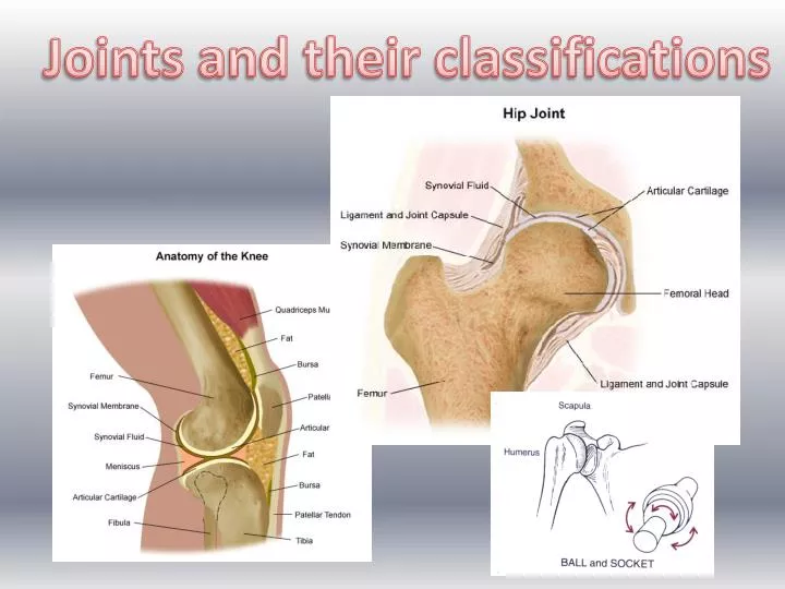 PPT - Joints and their classifications PowerPoint Presentation, free download - ID:2139749