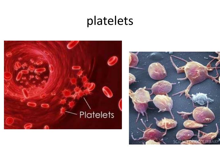 PPT - Organization of Organisms PowerPoint Presentation - ID:2139890