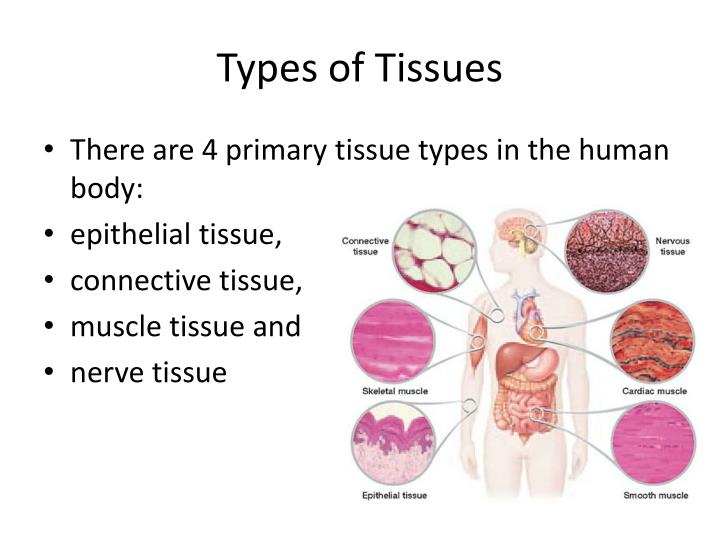 PPT - Organization of Organisms PowerPoint Presentation - ID:2139890