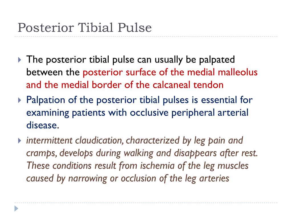 PPT - Blood supply of the leg and foot PowerPoint Presentation, free ...