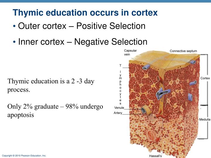 PPT - The Immune System: Innate and Adaptive:Body Defenses: Part A ...