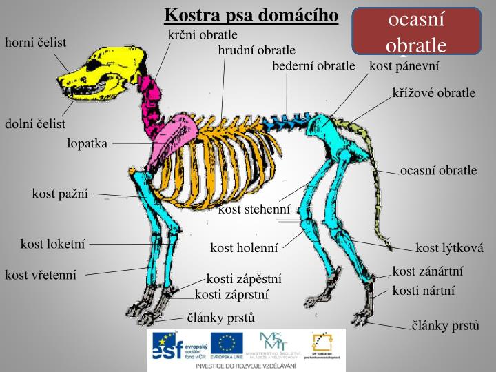PPT - Kosterní stavba těla savců PowerPoint Presentation - ID:2140039