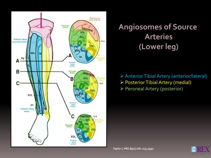 PPT - Forward Visions of Peripheral Vascular Medicine ; BTK ...