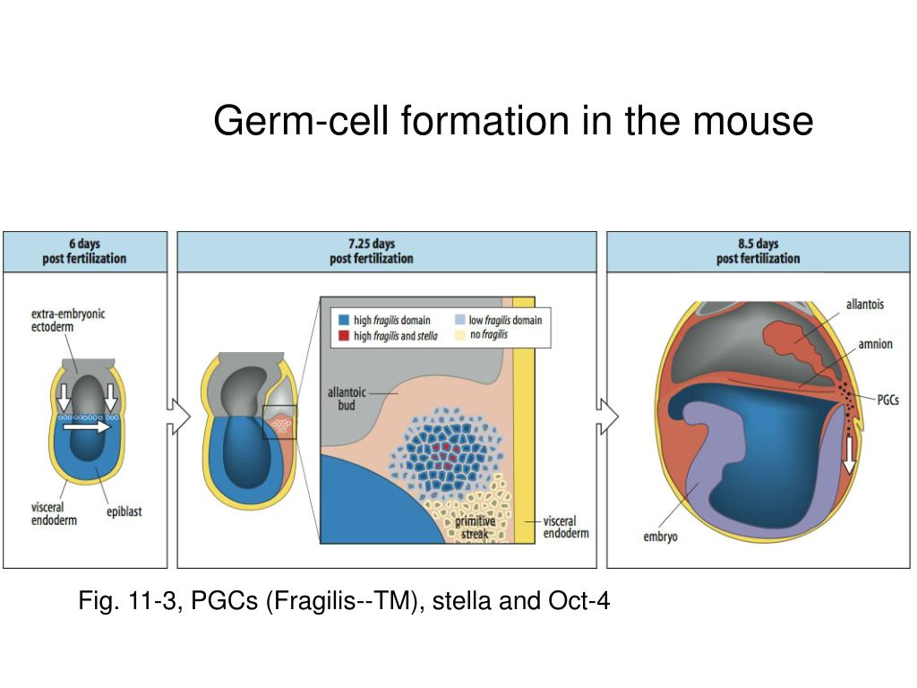 Ppt Chapter 11 Germ Cells Fertilization And Sex Powerpoint