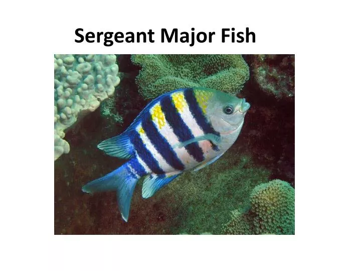 PPT - Sergeant Major Fish PowerPoint Presentation, free download - ID ...