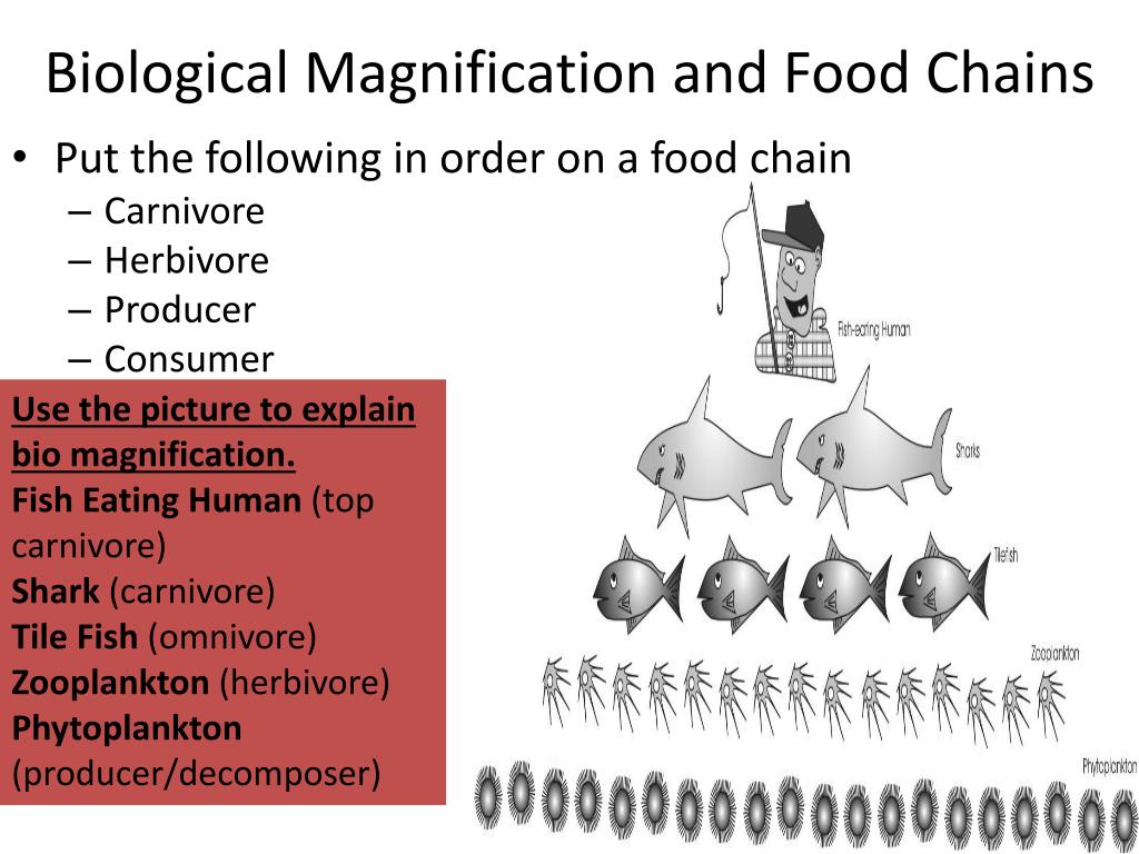 PPT - Human Impact on Marine Life PowerPoint Presentation, free ...