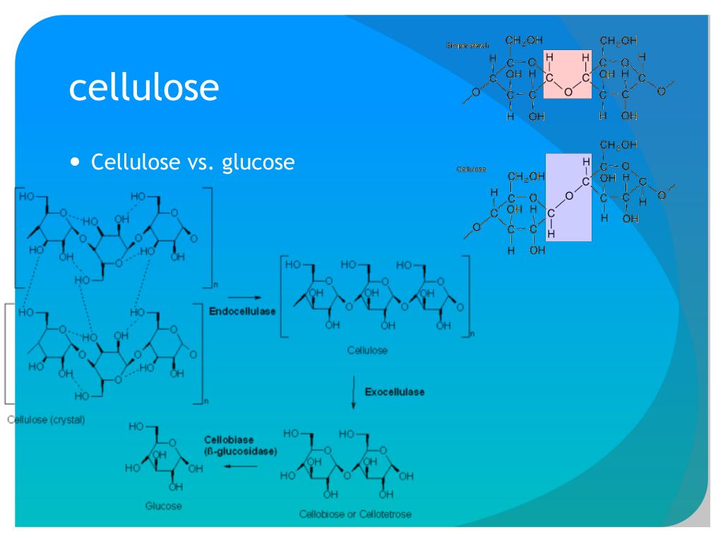 PPT - Biofuels and Bovine Food: Innovations in Energy and Food ...