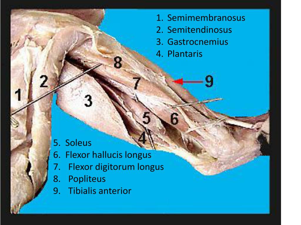 PPT - xiphihumeralis pectoralis minor pectoralis major ...