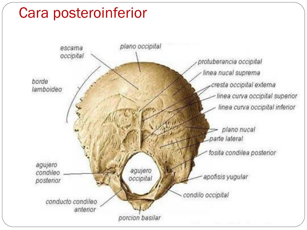 PPT - FACULTAD DE CIENCIAS MÉDICAS CARRERA DE MEDICINA CÁTEDRA DE ...