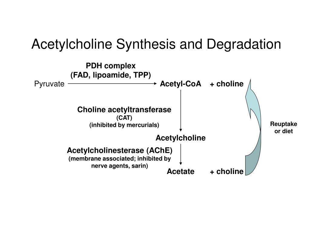 PPT - RESEPTOR Kanal Ion (IONOTROPIK RESEPTOR) PowerPoint Presentation ...