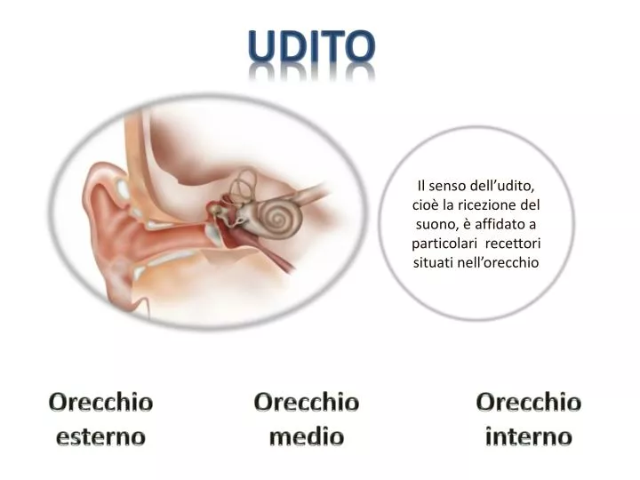 PPT - Udito PowerPoint Presentation, free download - ID:2142902