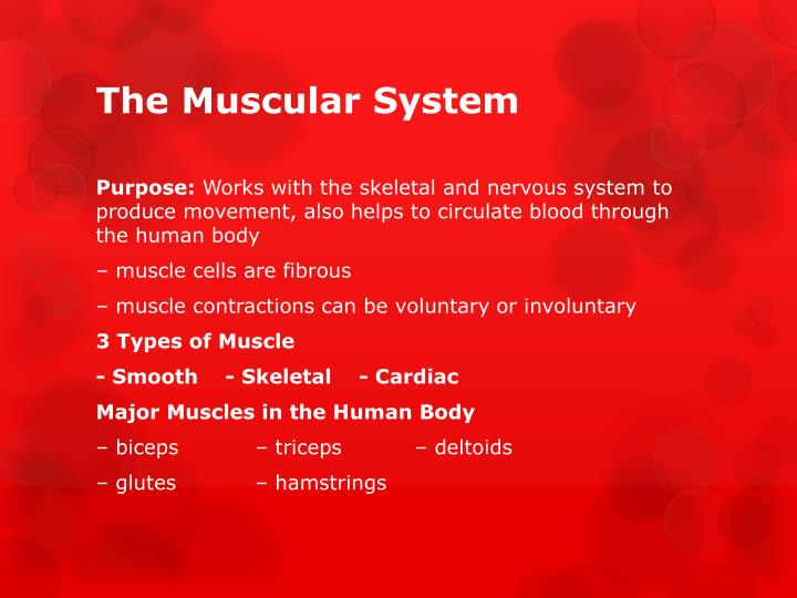 PPT - Human Anatomy and Body Systems PowerPoint Presentation - ID:2142947