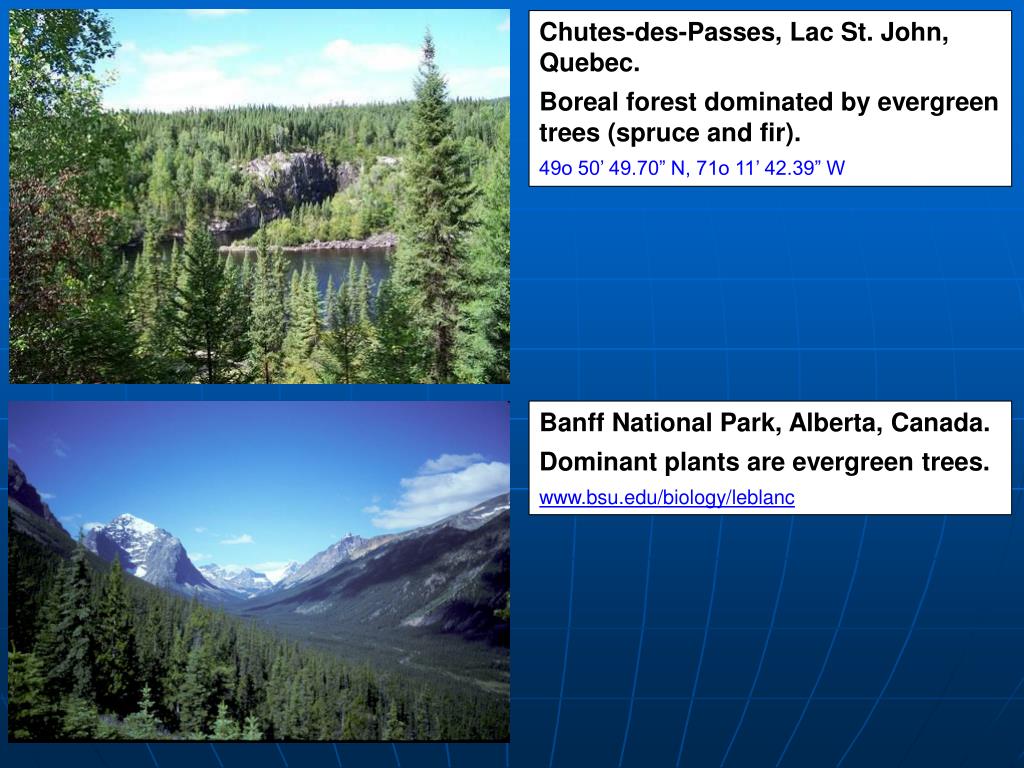 PPT - North America Cold Biomes PowerPoint Presentation, free download ...