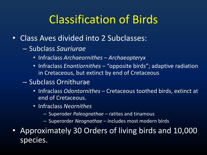 PPT - Phylogeny of Birds – Class Aves PowerPoint Presentation - ID:2143241