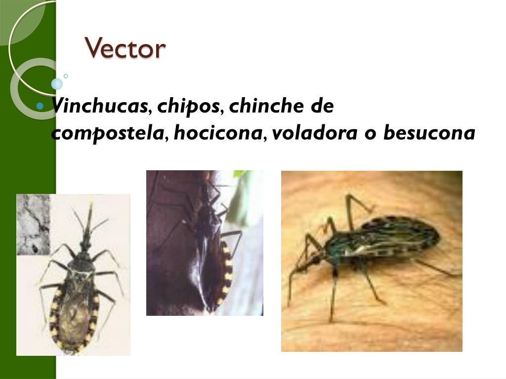 PPT - Trypanosoma cruzi (Enfermedad de Chagas) PowerPoint Presentation ...