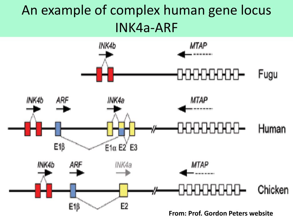 PPT - Organisation of human genome PowerPoint Presentation, free ...