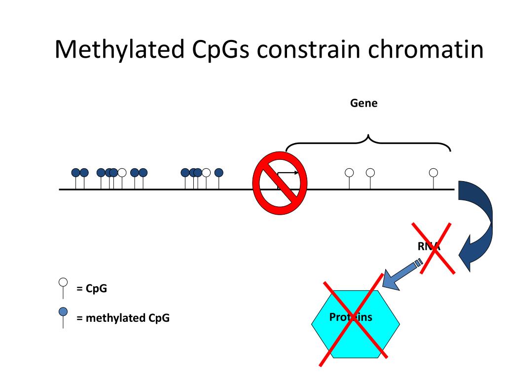 PPT - Organisation of human genome PowerPoint Presentation, free ...