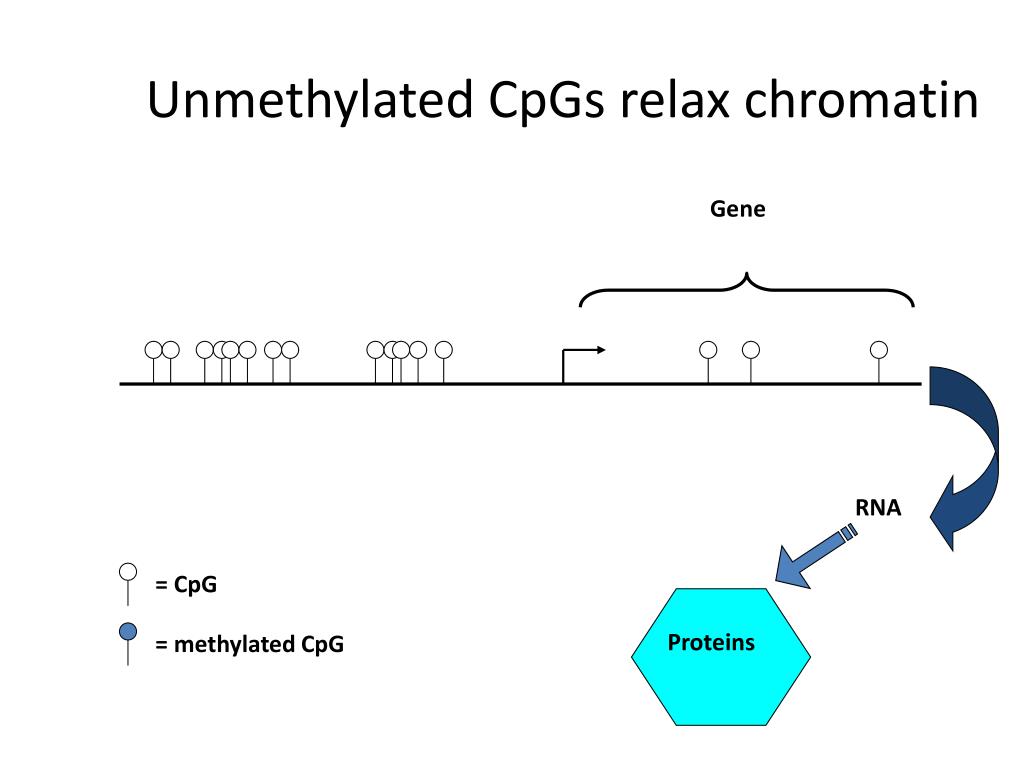 PPT - Organisation of human genome PowerPoint Presentation, free ...