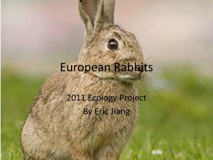 PPT - European Rabbits PowerPoint Presentation, free download - ID:2143489