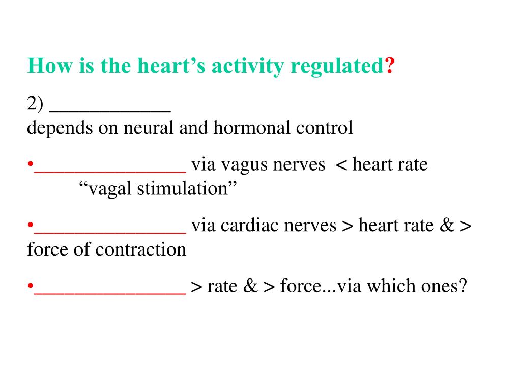 PPT - BIOL 2030 Human Anatomy & Physiology II PowerPoint Presentation ...