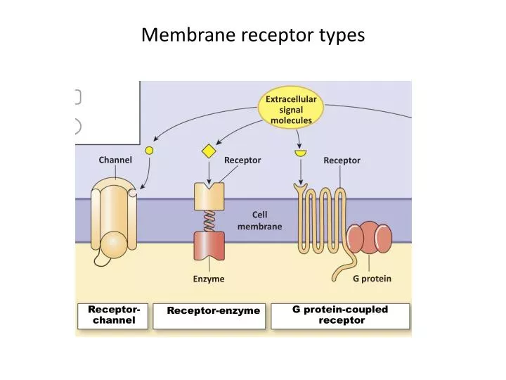 PPT - Membrane receptor types PowerPoint Presentation, free download ...