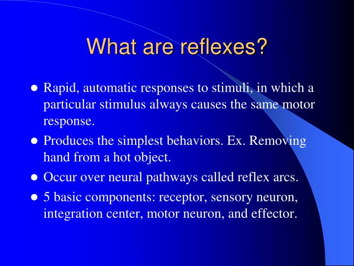 PPT - Nervous System PowerPoint Presentation - ID:2143684