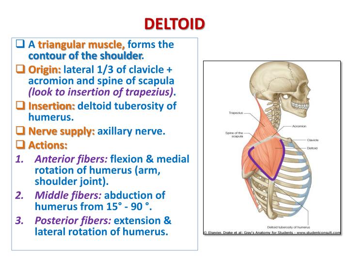 PPT - ANATOMY OF THE SHOULDER REGION PowerPoint Presentation - ID:2143719