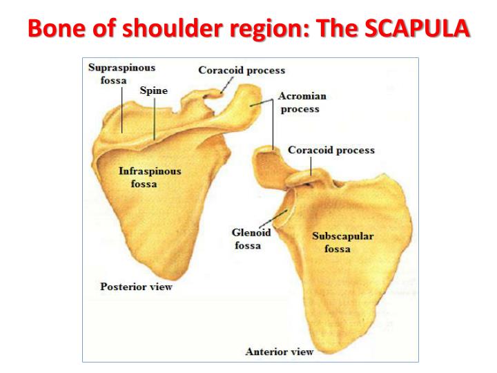 PPT - ANATOMY OF THE SHOULDER REGION PowerPoint Presentation - ID:2143719