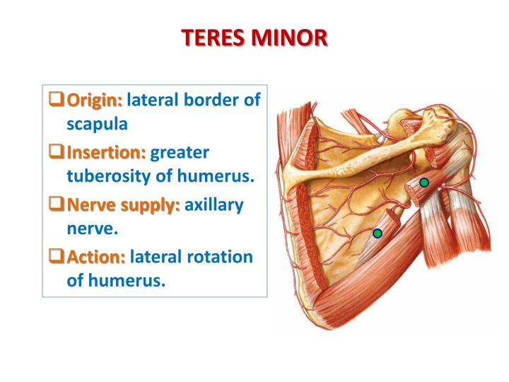 PPT - ANATOMY OF THE SHOULDER REGION PowerPoint Presentation - ID:2143719