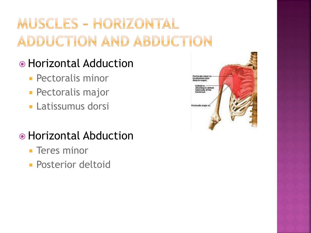 Ppt Shoulder Anatomy Powerpoint Presentation Free Download Id2143729