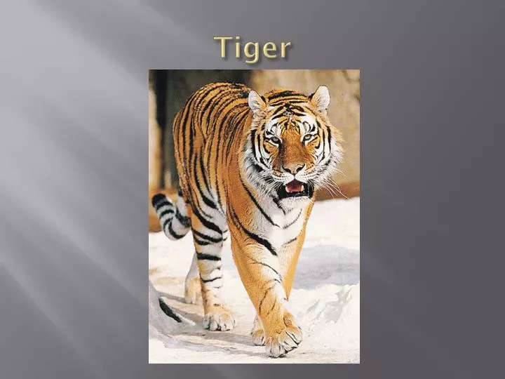 PPT - Tiger PowerPoint Presentation, free download - ID:2144253