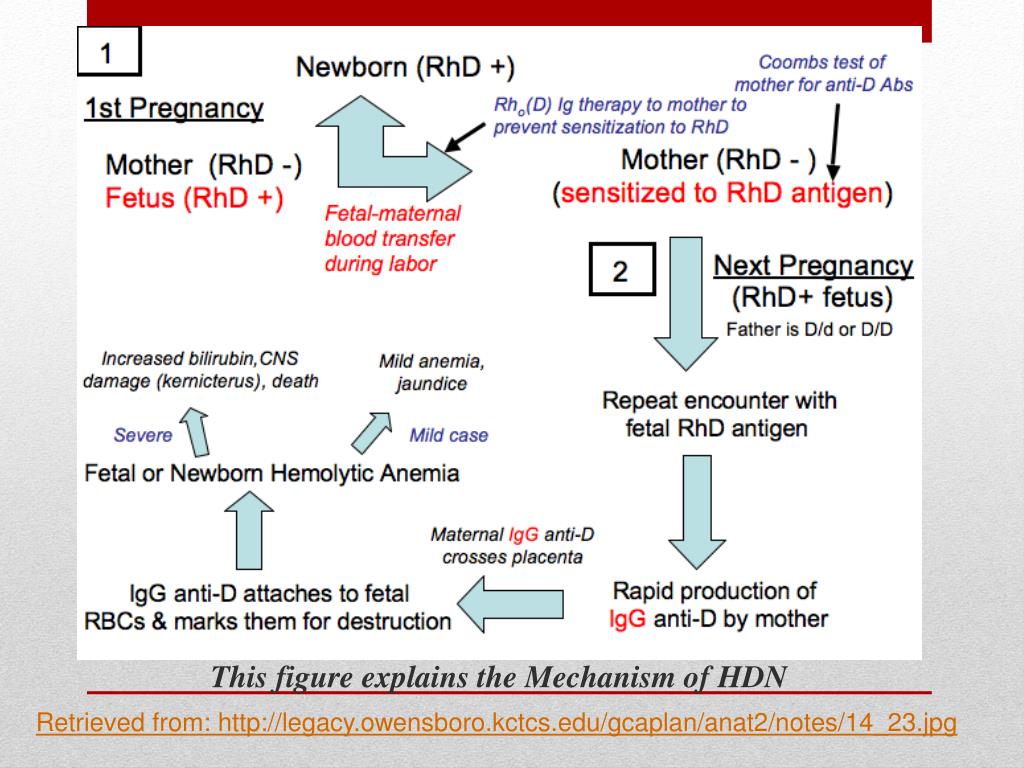 PPT - HEMOLYTIC DISEASE OF NEWBORN (HDN) PowerPoint Presentation, free ...