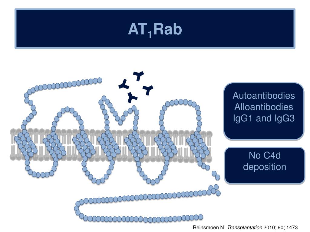 PPT - PRE-TRANSPLANT AT 1 Rab AND THEIR ROLE IN KIDNEY TRANSPLANTATION ...