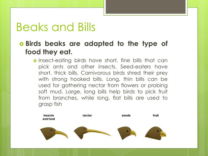 PPT - 31-2 Birds PowerPoint Presentation - ID:2144539