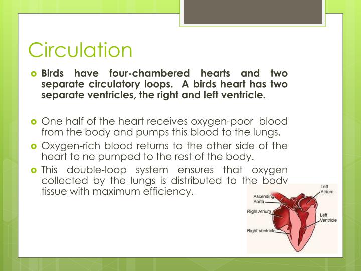 PPT - 31-2 Birds PowerPoint Presentation - ID:2144539