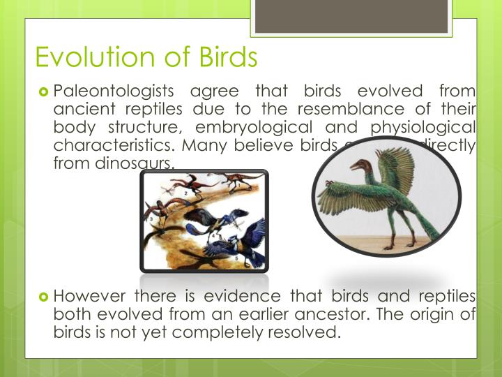PPT - 31-2 Birds PowerPoint Presentation - ID:2144539