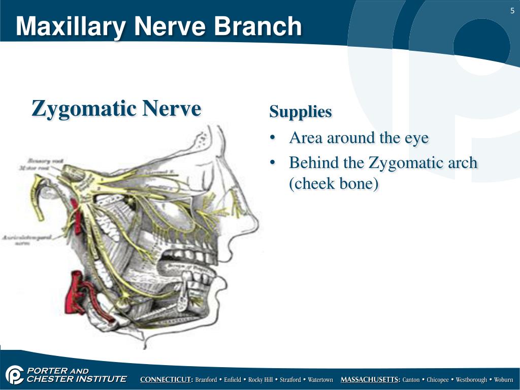 Maxillary Nerve Anatomy Location And Function - vrogue.co Maxillary Nerve Anatomy Location And Function - vrogue.co