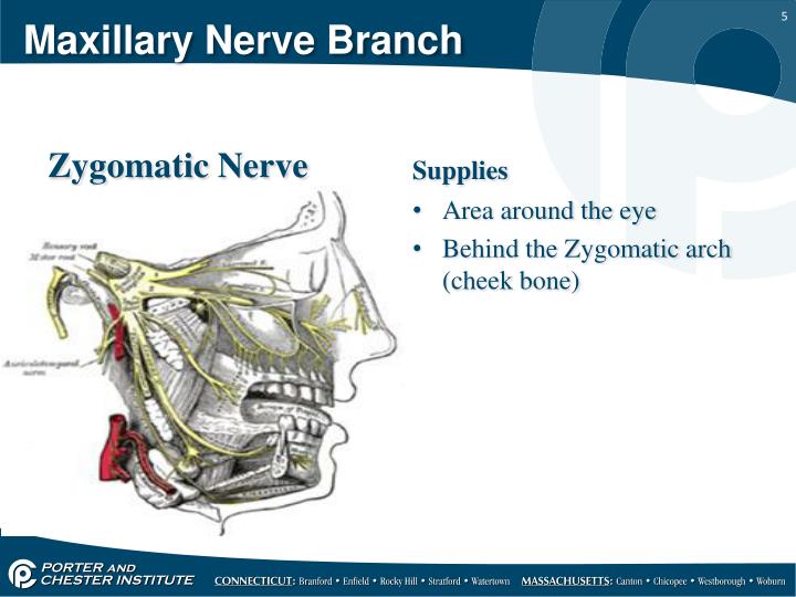 PPT - DA 115 Oral Anatomy PowerPoint Presentation - ID:2144947