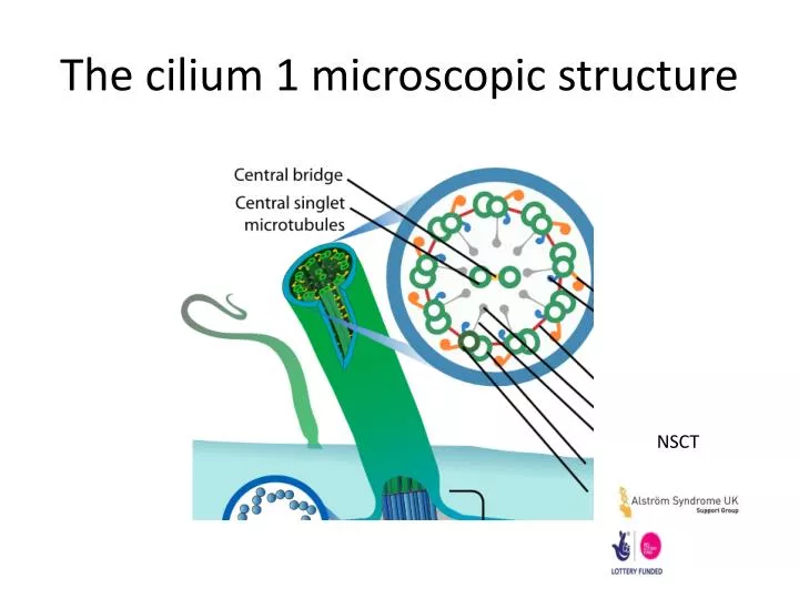 PPT - The cilium 1 microscopic structure PowerPoint Presentation, free ...