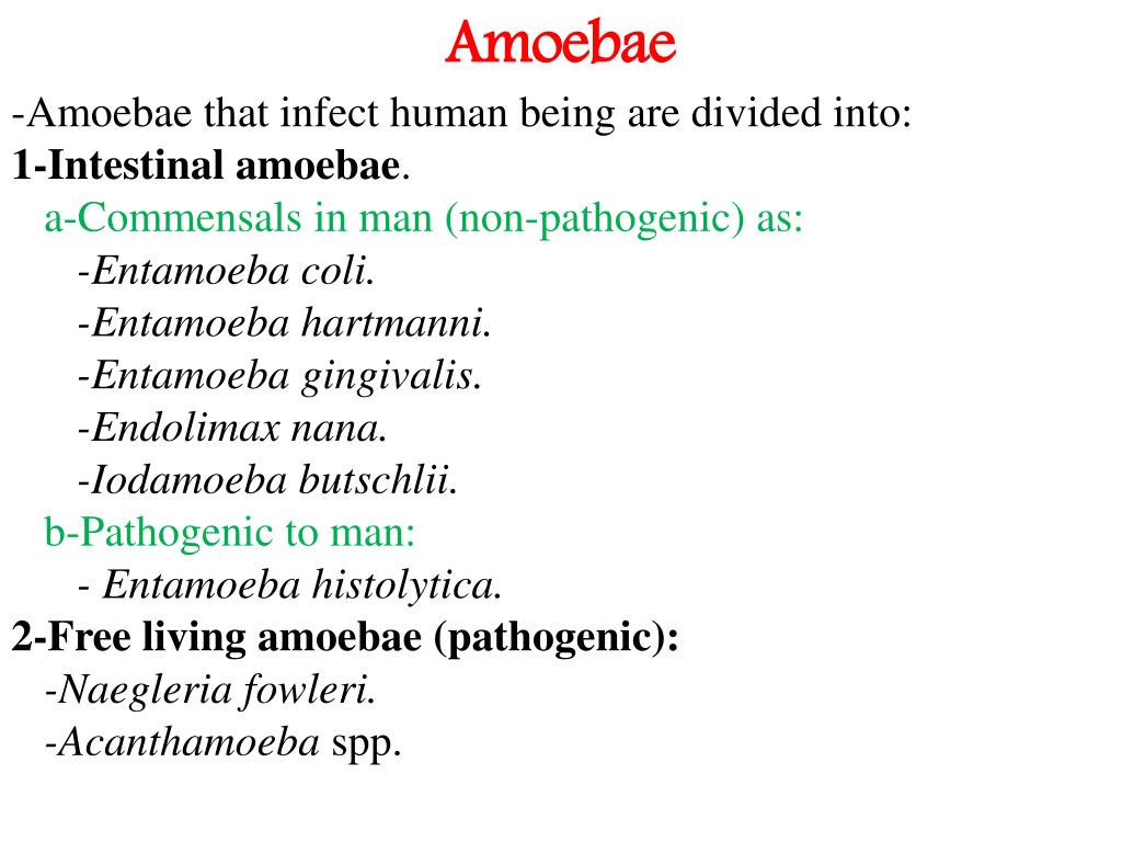 PPT - Amoebae -Amoebae that infect human being are divided into: 1 ...